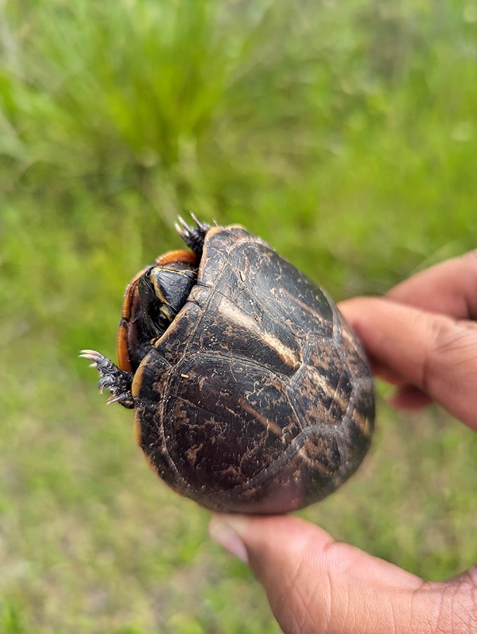 This turtle isn't posing for a wildlife calendar—it's giving you the side-eye that says, "I've seen Florida before it was cool."