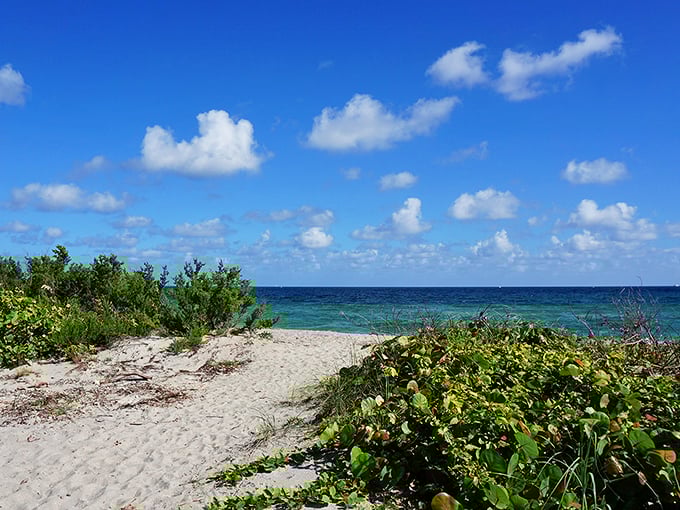 Paradise doesn't need filters. A simple path through sea grape and coastal vegetation leads to the kind of view that makes smartphone cameras feel inadequate.