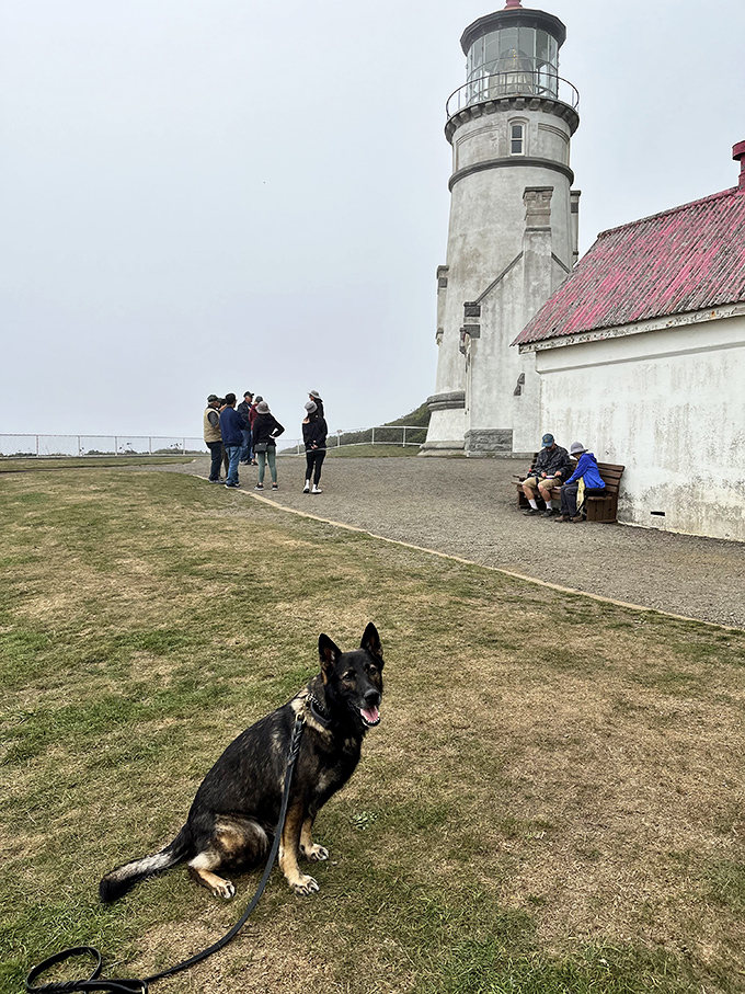 Dog-approved adventures are the best adventures. This German Shepherd seems to understand the historical significance&mdash;or maybe just enjoys the sea breeze.