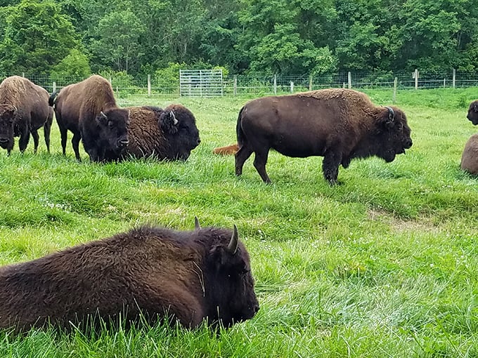 Bison grazing peacefully at Big Bone Lick State Park – these magnificent beasts are living reminders of Kentucky's wild past.