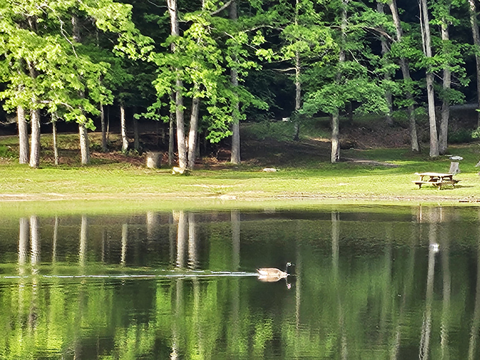 A lone duck enjoys the mirror-like waters of Little Beaver Lake. Even the wildlife knows where to find tranquility!