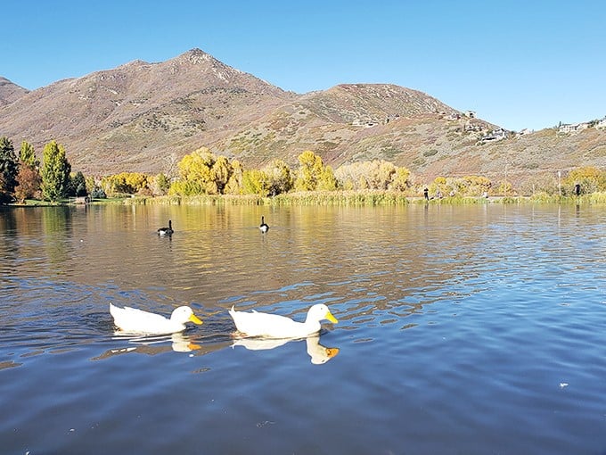 Wasatch Mountain State Park: Ducks living their best life on glass-like water with autumn's golden touch painting the background.