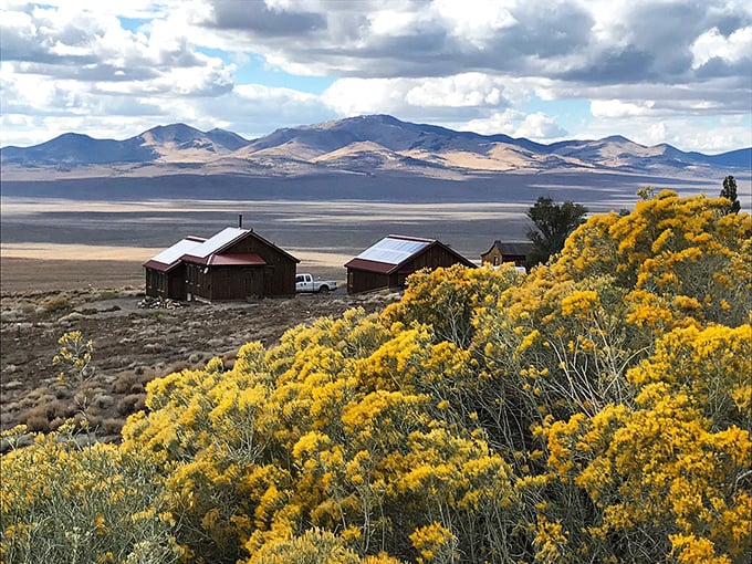Nature's paintbrush at work: golden rabbitbrush frames the valley view, reminding you that Nevada's palette extends far beyond casino neon.