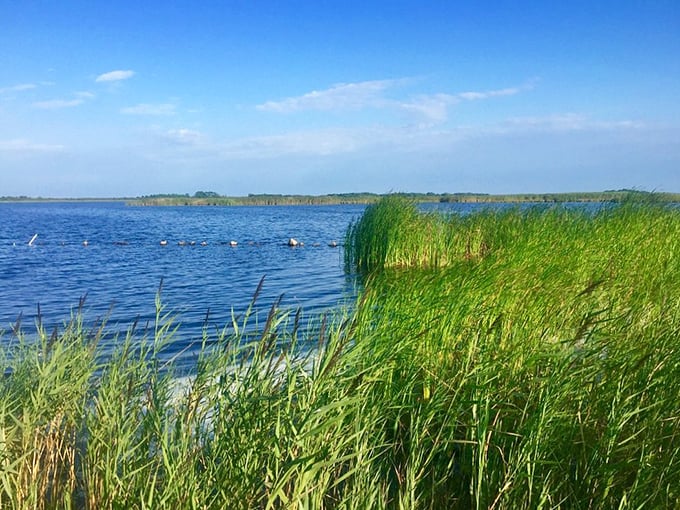 Where marsh meets sky: Back Bay's tranquil waters offer a serene counterpoint to the Atlantic's crashing waves just a short hike away.