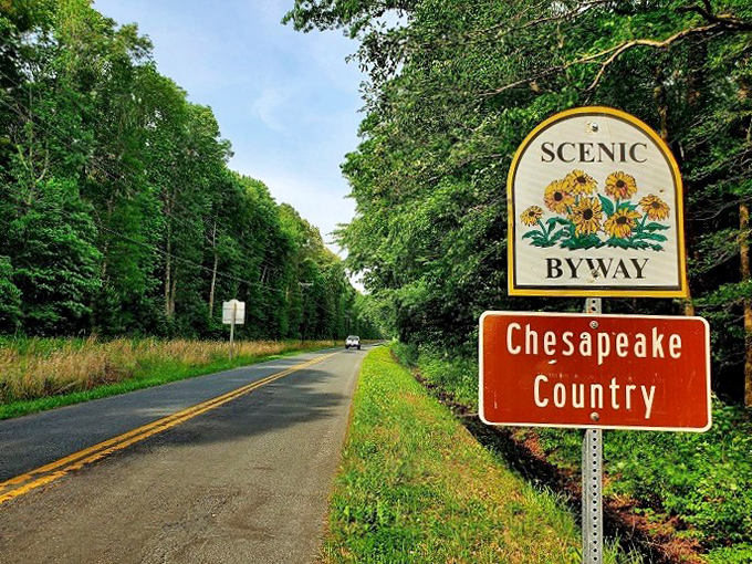 Nature's perfect frame for adventure! The Chesapeake Country Scenic Byway sign stands like a promise of the unspoiled beauty waiting just around the bend.