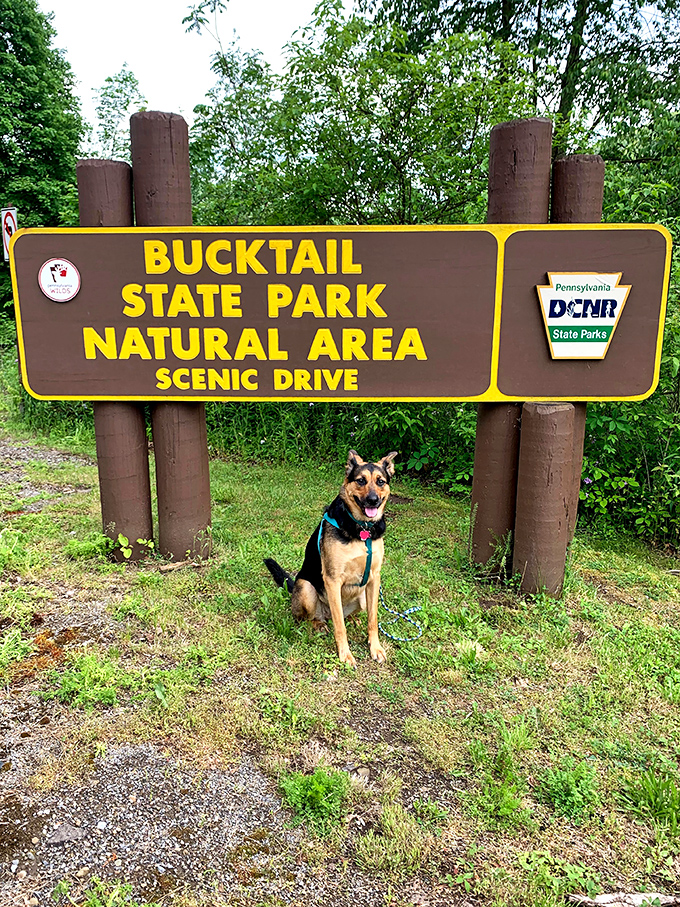 Every great adventure needs a proper introduction. This friendly canine seems to have appointed himself the unofficial greeter of the Bucktail Scenic Byway.