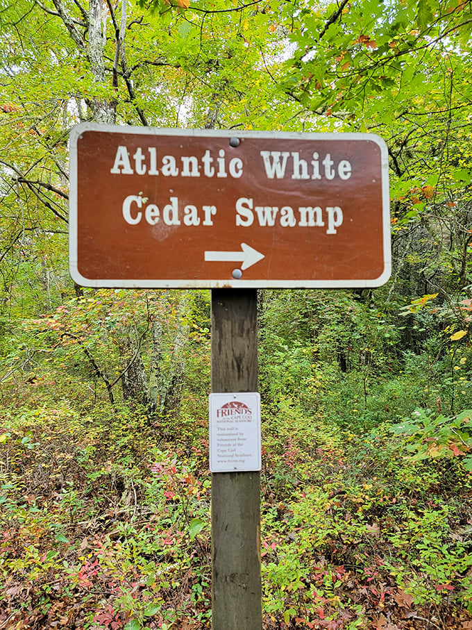Nature's GPS system never fails&mdash;follow the arrow into a world where Atlantic white cedars have been quietly thriving for centuries.