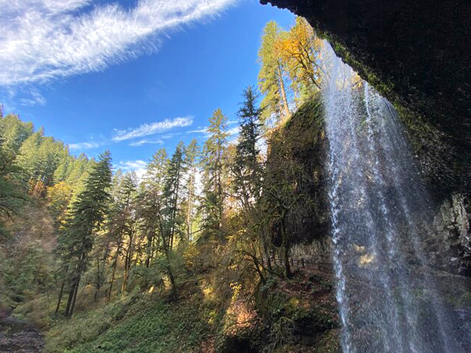 The Oregon Garden's formal beds burst with color like nature's own fireworks display, proving that sometimes the best artists work with soil instead of canvas. 