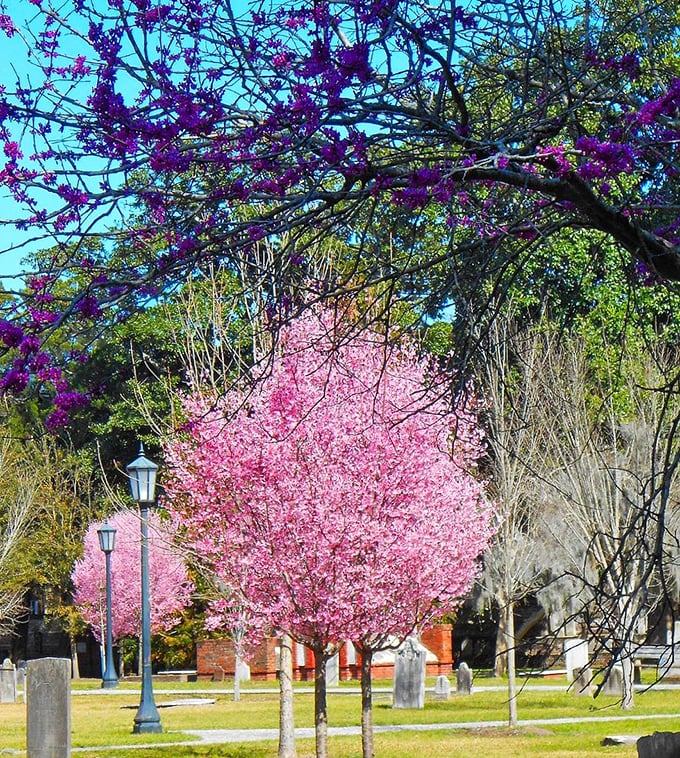 Spring brings an explosion of cherry blossoms, proving that even in a place of eternal rest, life finds beautiful ways to celebrate.