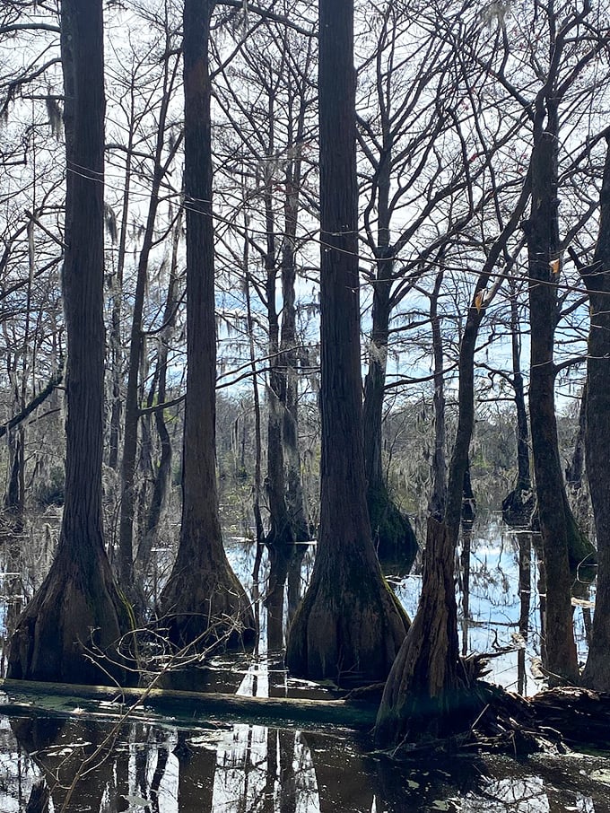 These majestic cypress trees with their flared bases look like nature's version of architectural buttresses, their reflections creating a double fantasy in winter's bare elegance.