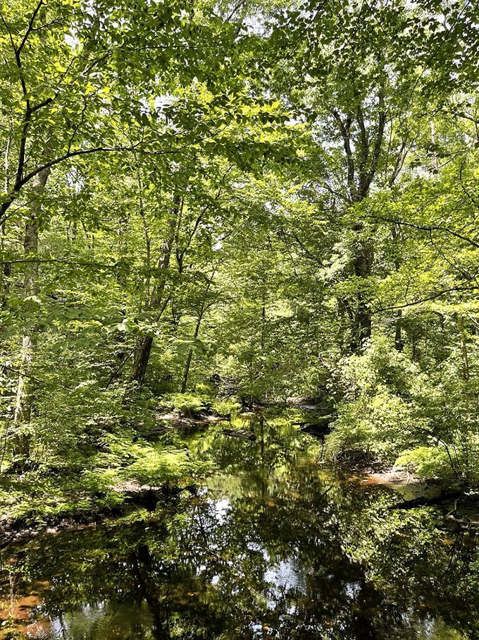 Step into this serene woodland escape where vibrant green leaves dance above the glassy reflections of a peaceful, winding stream.