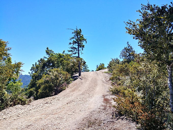 The path less traveled leads to breathtaking vistas. This sun-drenched trail promises adventure with every step upward.