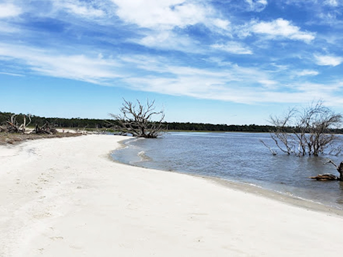 Nature's own artwork: weathered driftwood sentinels stand guard over the pristine shoreline, telling tales of countless tides.