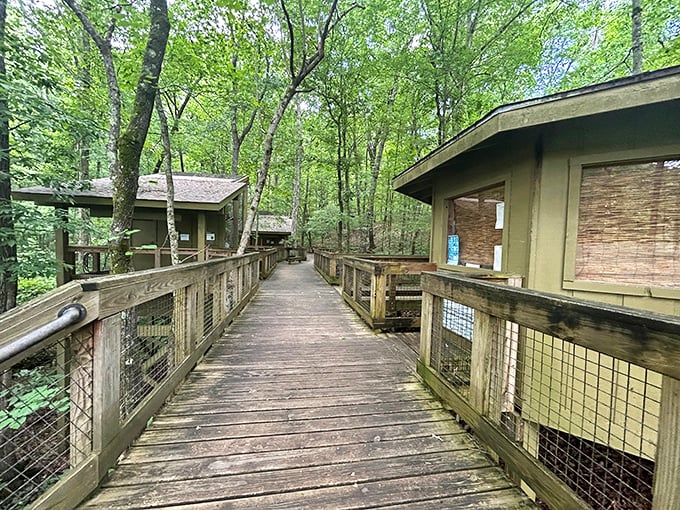 Walking this elevated boardwalk feels like stepping into a treehouse fantasy&mdash;minus the rickety ladder and splinters in uncomfortable places.