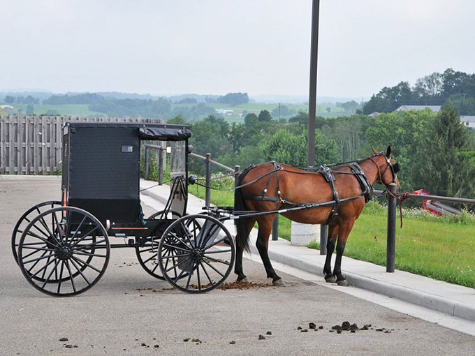 Horse power of the original variety. This patient steed isn't worried about gas prices or traffic jams&mdash;just the occasional apple treat.