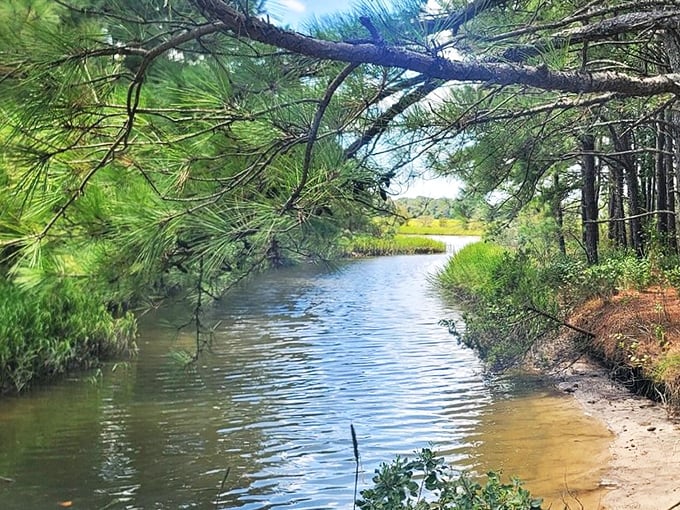 Nature's reflecting pool captures pine boughs and blue skies in equal measure, creating a double feature of Delaware's coastal splendor that changes with every ripple.