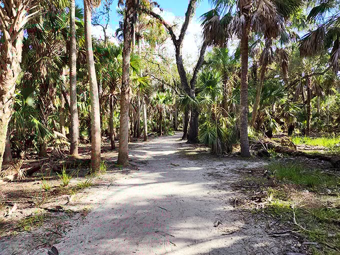 Florida's version of the yellow brick road doesn't lead to Oz, but to something even better—a pristine palm hammock untouched by development.