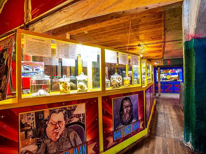 Inside, wooden walkways guide visitors past illuminated display cases filled with oddities that would make PT Barnum himself stop and stare.
