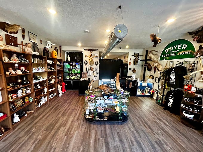 Inside Beardo's, wooden shelves and glass cases create a museum-like atmosphere where the macabre meets the magnificent in carefully curated displays.