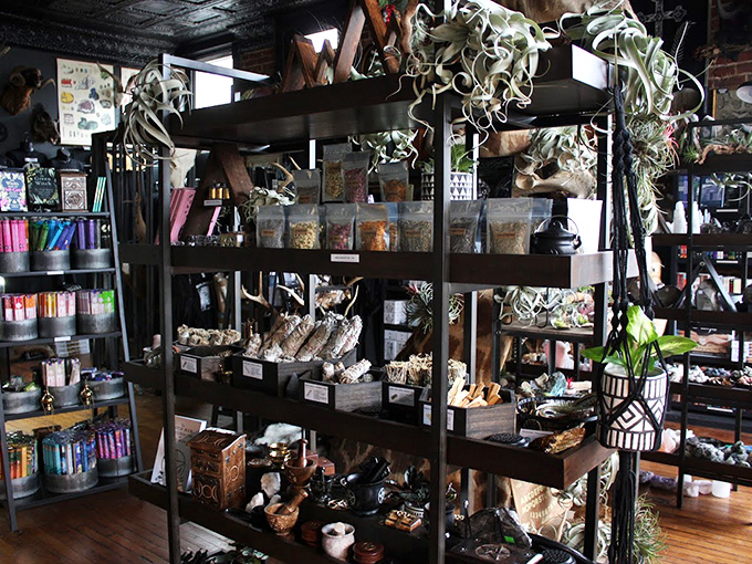 Shelves packed with curiosities create nature's library, where each bone, crystal, and preserved specimen tells a story more fascinating than the last.