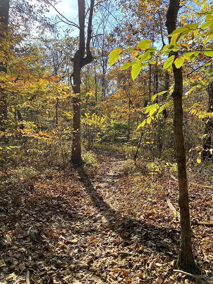 Nature's autumn art gallery unfolds along the trail, where leaves create a crunchy carpet that announces your arrival to the forest.