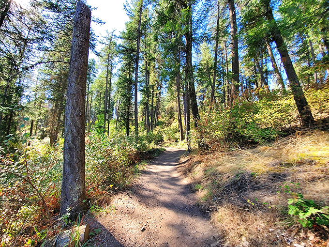 The path less traveled, but perfectly maintained. This peaceful forest corridor whispers tales of ancient pines while guiding you toward breathtaking lake vistas.