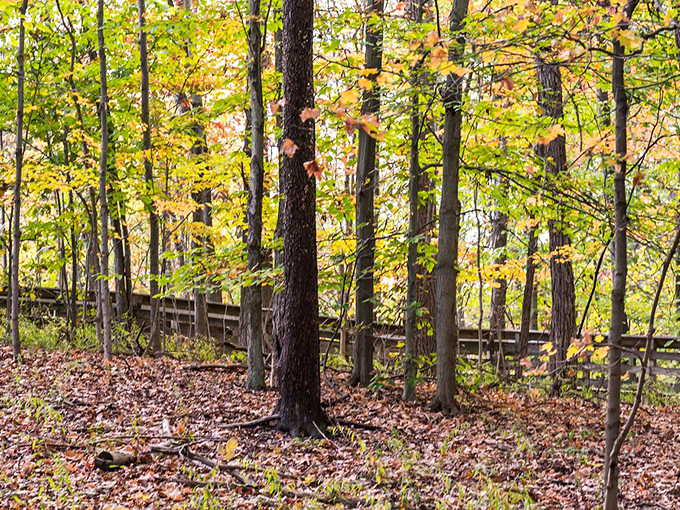 Fall's golden palette transforms Brandywine's forest into a masterpiece worthy of Monet. These trees don't just change color&mdash;they throw a seasonal gala. 
