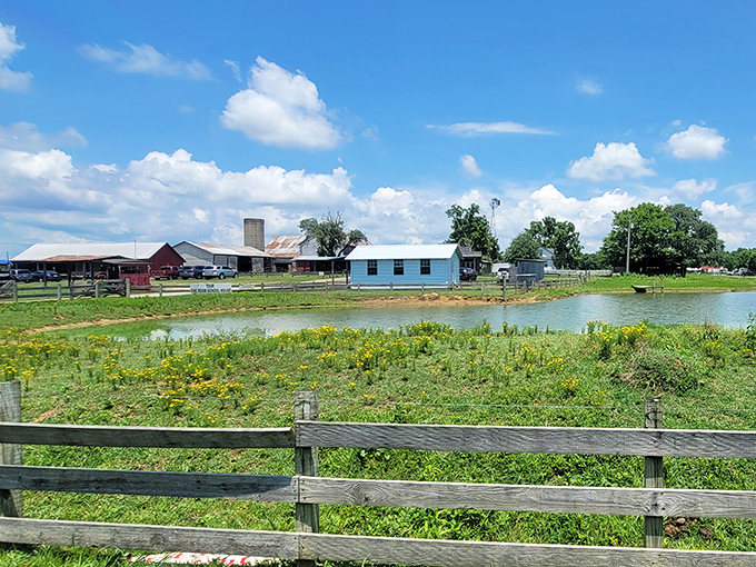 Pastoral perfection under Tennessee skies. This isn't a movie set &ndash; it's everyday life in Ethridge, where farming follows centuries-old rhythms.