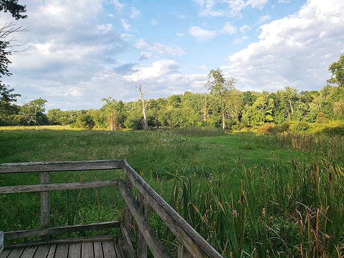 A wooden observation deck frames the wetland vista perfectly, offering a front-row seat to Mother Nature's daily performance.
