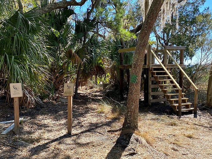 This wooden pier stretches into the Ogeechee River like nature's runway, offering views that make even smartphone photographers look like professionals.