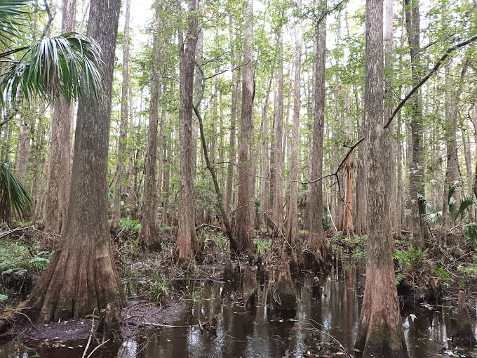 Cypress knees rise from tea-colored waters like nature's chess pieces, playing a game that's been in progress for centuries.