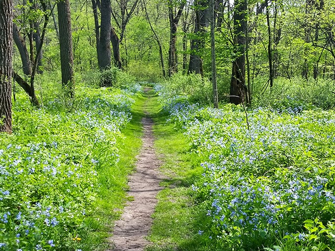 Spring's blue carpet unfurls through Carley State Park – Mother Nature showing off with a display that rivals any art museum.