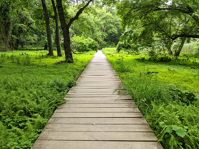 The boardwalk at Cheesequake winds through lush ferns like a ribbon through nature's gift wrap. Each step reveals a new green surprise!