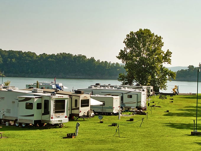 Forest bathing meets woodland camping at Green River Lake. These trees have seen more Kentucky history than your grandmother's photo albums! 