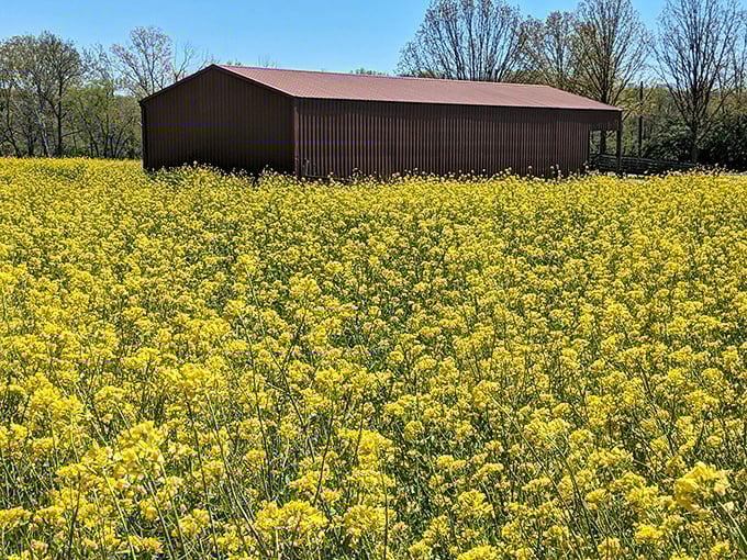 Fields of vibrant yellow wildflowers spread like nature's welcome mat. That barn looks like it's hosting the Midwest's most exclusive party.