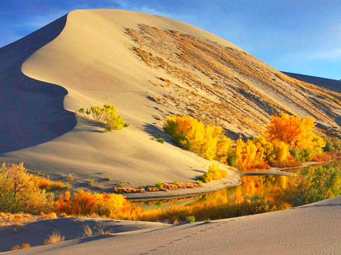 Desert magic at sunset, where Bruneau's golden dunes meet autumn's fiery colors. Who knew Idaho had its own Sahara?
