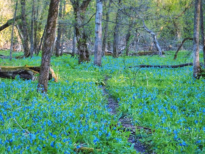 Bluebells as far as the eye can see! Like walking through a watercolor painting that someone forgot to frame.
