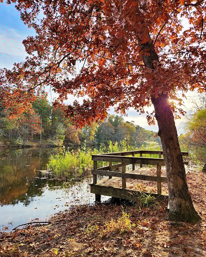 Fall foliage that makes you want to cancel your New England leaf-peeping trip. Mother Nature showing off her autumn color palette with zero restraint.