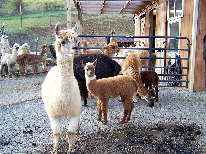At local alpaca farms, these inquisitive creatures seem to ask, "Got any snacks?" Their gentle expressions could melt even the most hardened city dweller's heart.