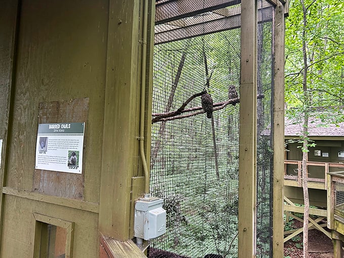 I see you seeing me, says this barred owl, demonstrating why they're nature's original surveillance cameras.