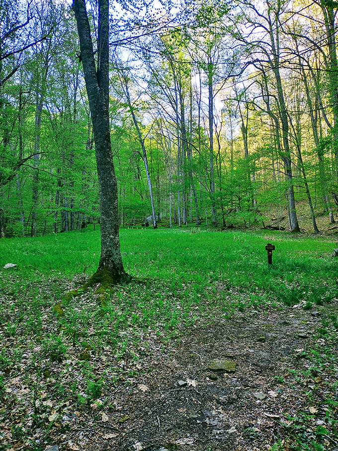 That moment when you realize Mother Nature is a better decorator than anyone on HGTV. Holly River's forest floor puts every manicured lawn to shame.