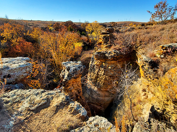 Nature's grand canyon of Kansas: Fall foliage transforms Horsethief Canyon into a kaleidoscope of amber and gold against ancient sandstone walls.