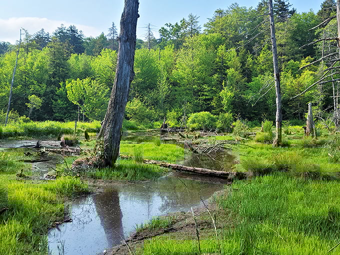 A perfect slice of emerald tranquility where water meets wilderness. The bog's reflective pools mirror the sky like nature's own Instagram filter.