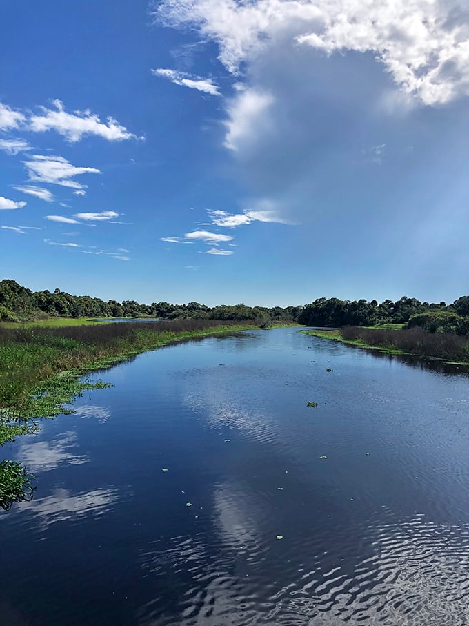 The Myakka River glides through the landscape like nature's mirror, reflecting clouds that seem to be taking their sweet time, just like Florida's pace of life.