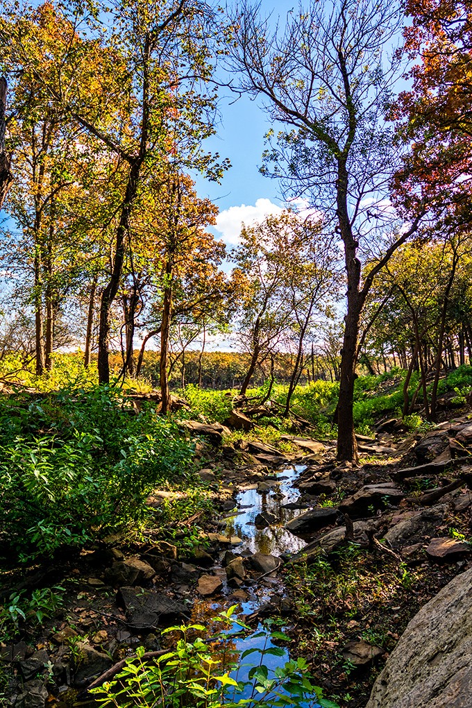 Nature's cathedral, where sunlight filters through ancient branches creating stained-glass patterns on the forest floor. No membership required, just reverence.