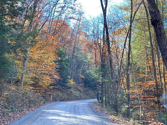 Autumn transforms ordinary forest roads into natural cathedrals. Driving beneath these flame-colored canopies feels like passing through stained glass windows crafted by Mother Nature herself.