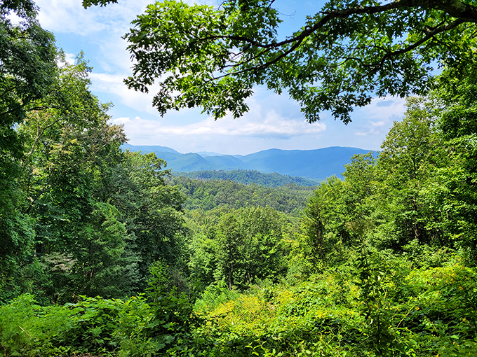 Layer upon layer of blue-tinged mountains stretching to infinity. The Smokies earned their name honestly - each ridge fading into misty oblivion.