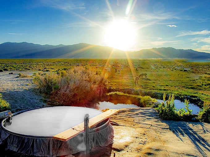The ultimate Nevada luxury? Soaking in a cattle trough hot spring while wild horses graze in the distance. Spa designers, take notes.