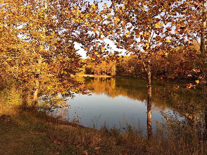 Autumn's grand finale at Sycamore State Park. Mother Nature showing off her color palette like she's auditioning for a Wes Anderson film.