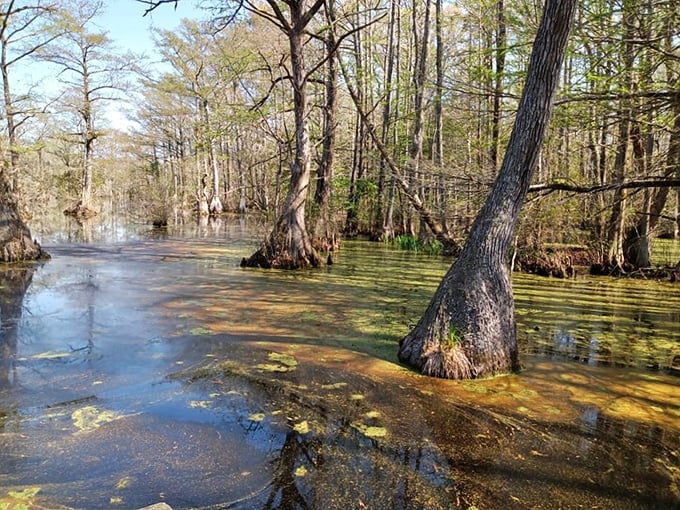 Tea-colored waters create nature's mirror, perfectly reflecting cypress knees that have been quietly growing here since before anyone thought to Instagram them.
